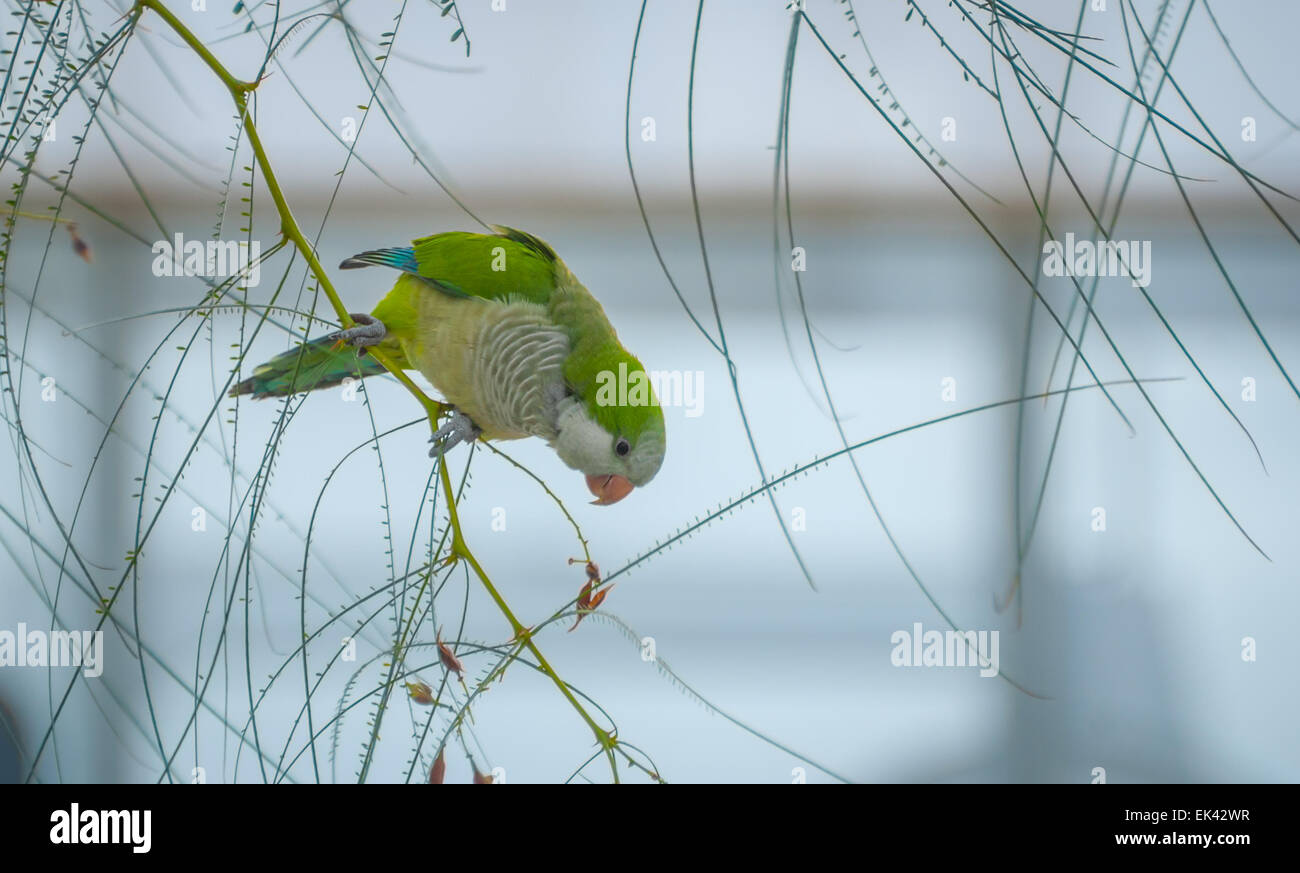Monk Parakeets in Barcelona Stock Photo - Alamy