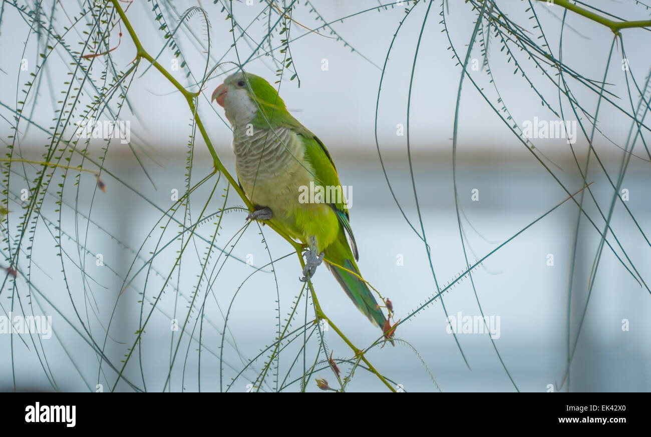 Monk Parakeets in Barcelona Stock Photo - Alamy