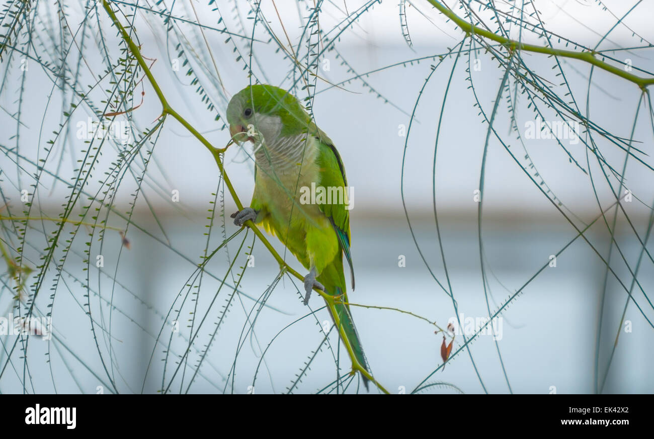 Monk parakeets hi-res stock photography and images - Alamy