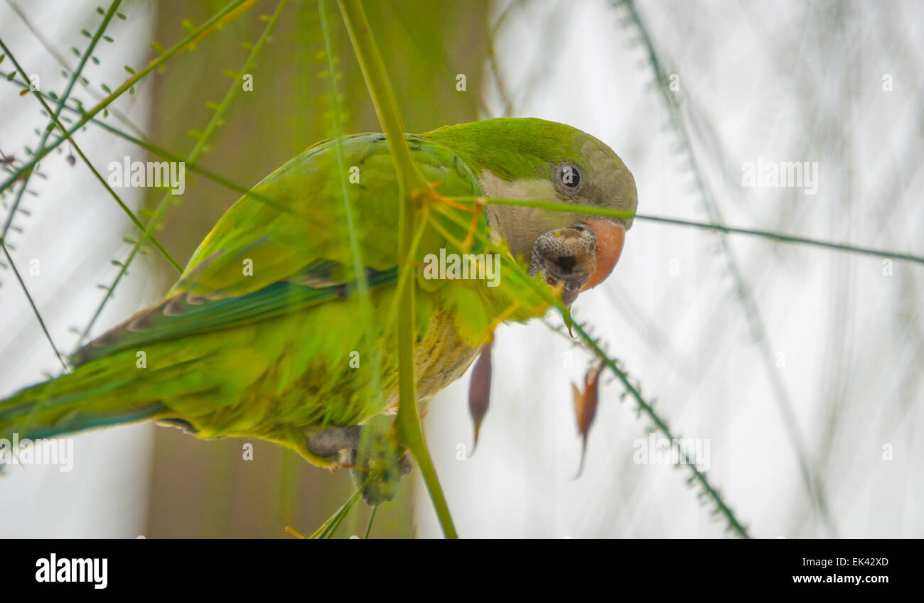Monk Parakeets in Barcelona Stock Photo - Alamy