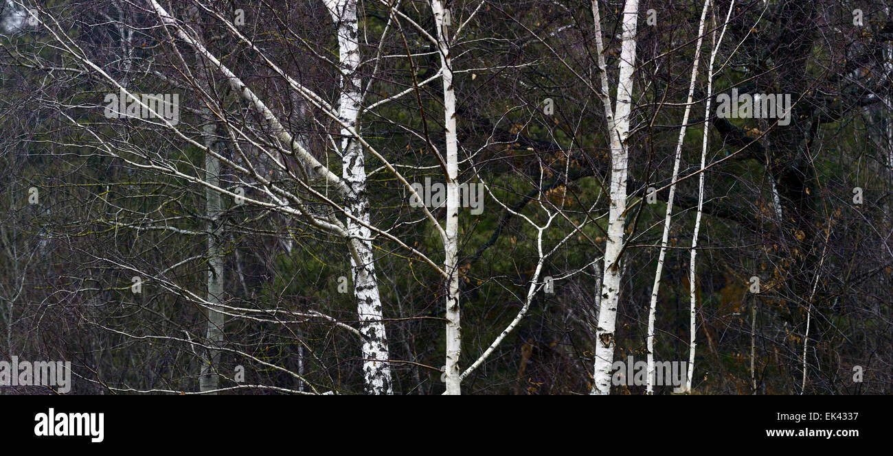 Birch Pine Stock Photos & Birch Pine Stock Images - Alamy