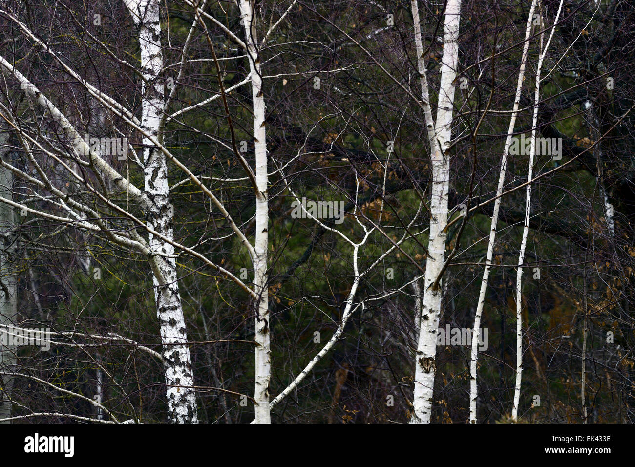 Birch pine hi-res stock photography and images - Alamy