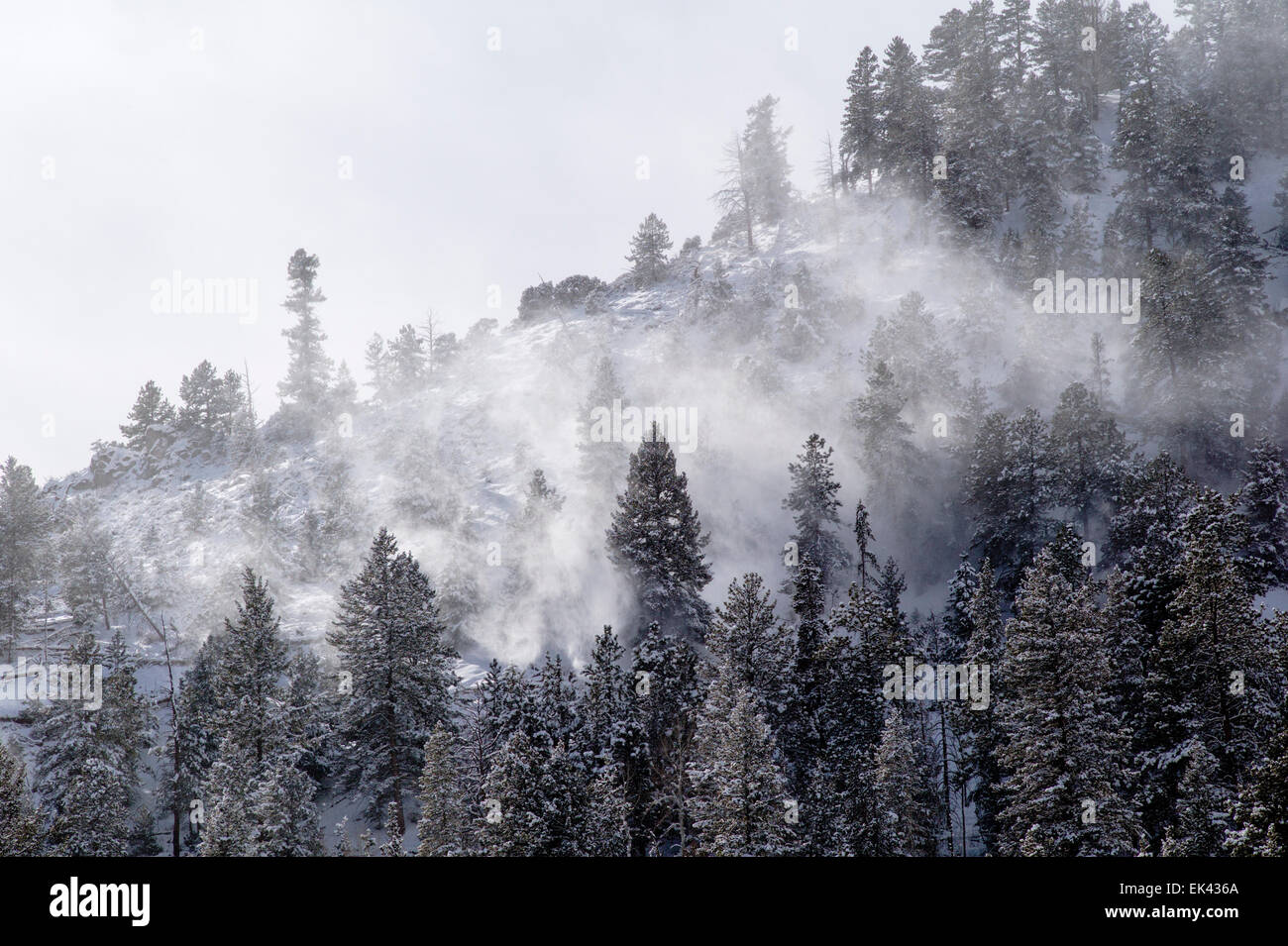 High winds blowing snow off of evergreen trees near Monarch Pass ...