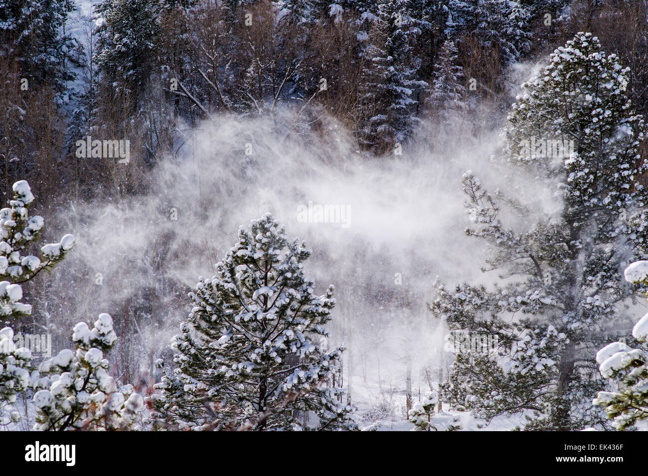 High winds blowing snow off of evergreen trees near Monarch Pass ...