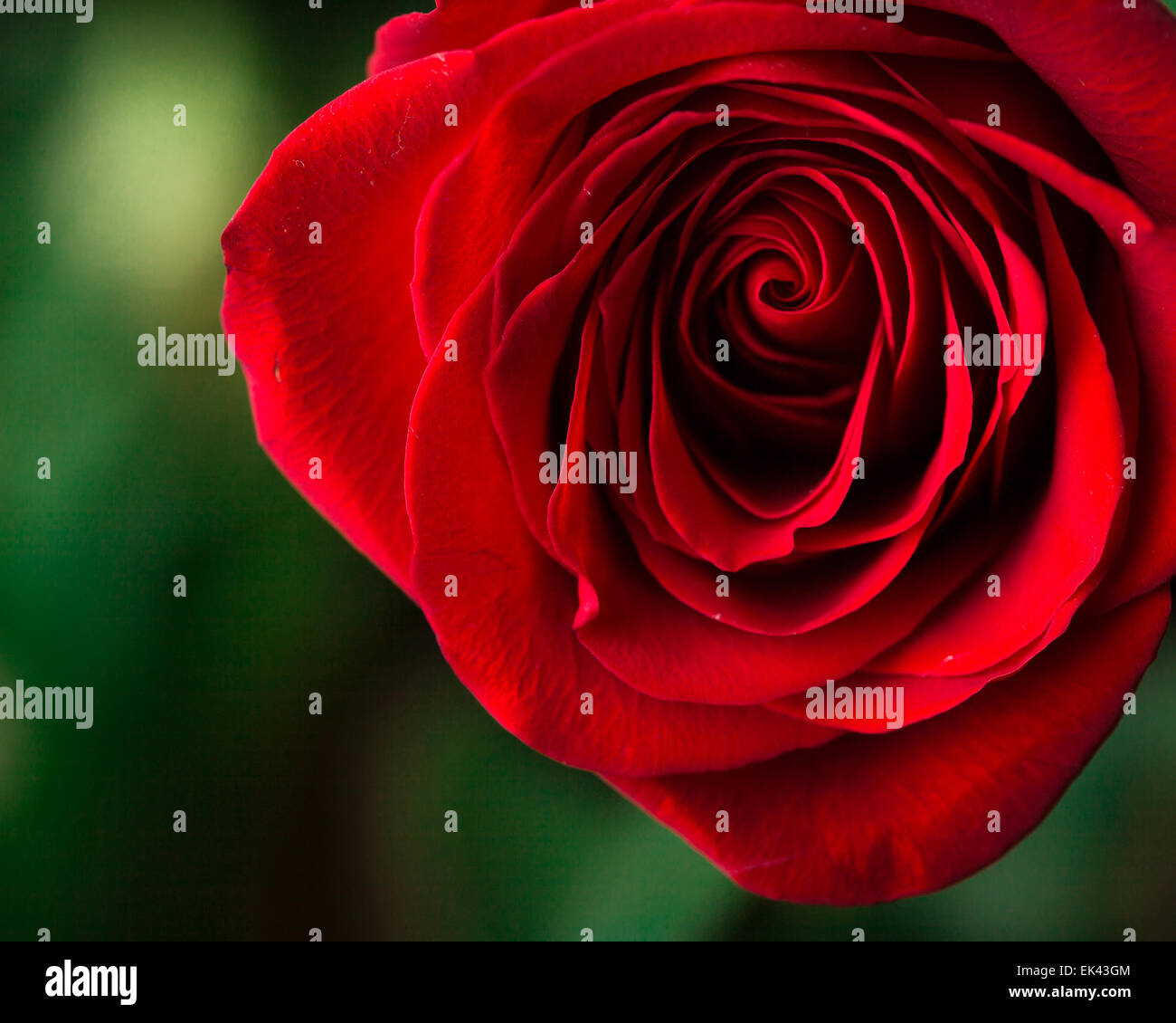 Soft natural light falling onto a velvet blood-red Valentine rose Stock ...