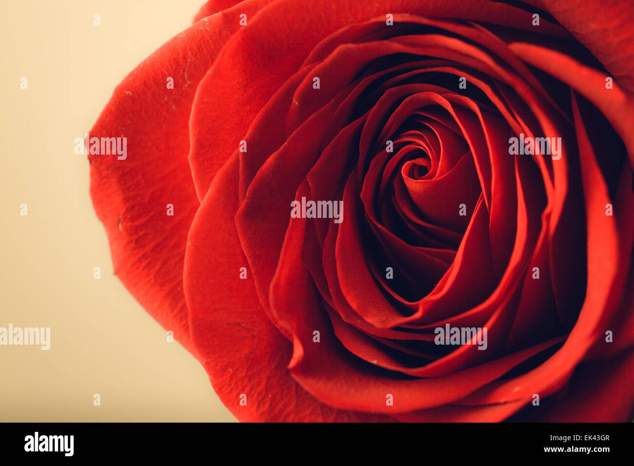 Petals falling flower rose hi-res stock photography and images - Alamy