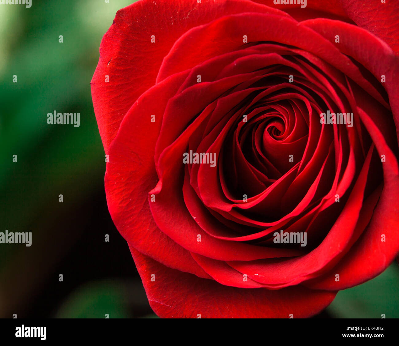 Red rose petals falling hi-res stock photography and images - Alamy