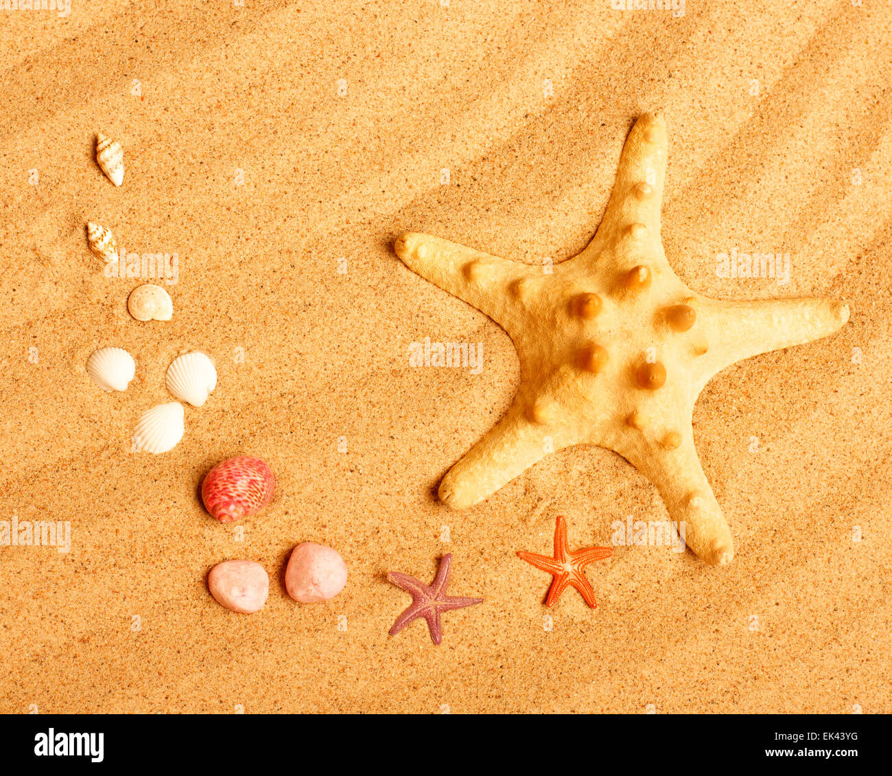 Beautiful shells coral on sand hi-res stock photography and images - Alamy