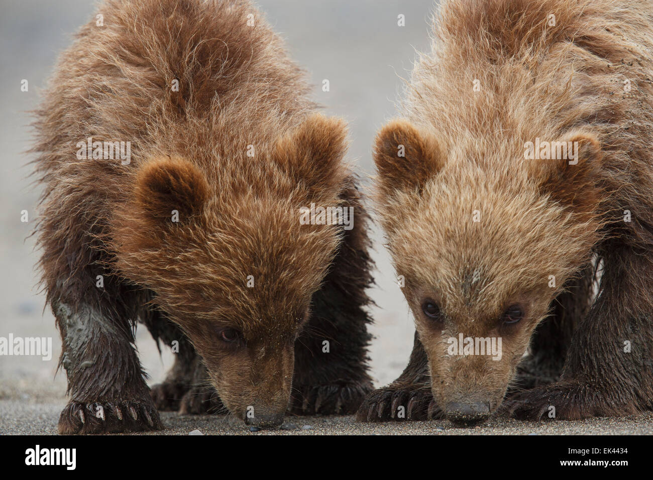 Brown / Grizzly Bear, Lake Clark National Park, Alaska Stock Photo - Alamy