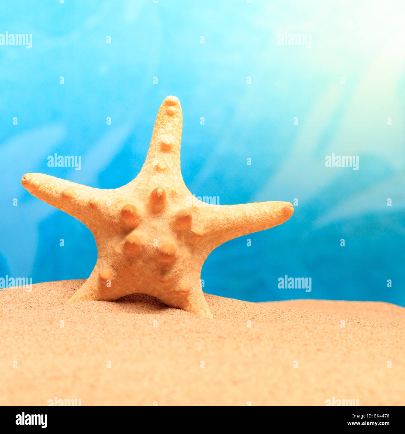 Starfish on the clean golden sand Stock Photo - Alamy