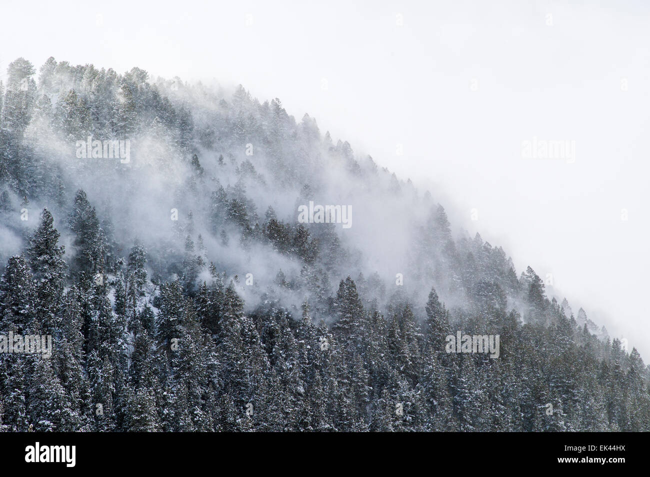 High winds blowing snow off of evergreen trees near Monarch Pass ...