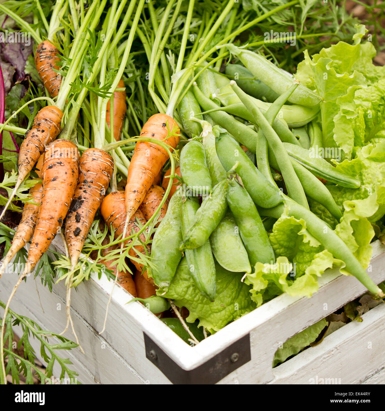 Root crop in a box hi-res stock photography and images - Alamy