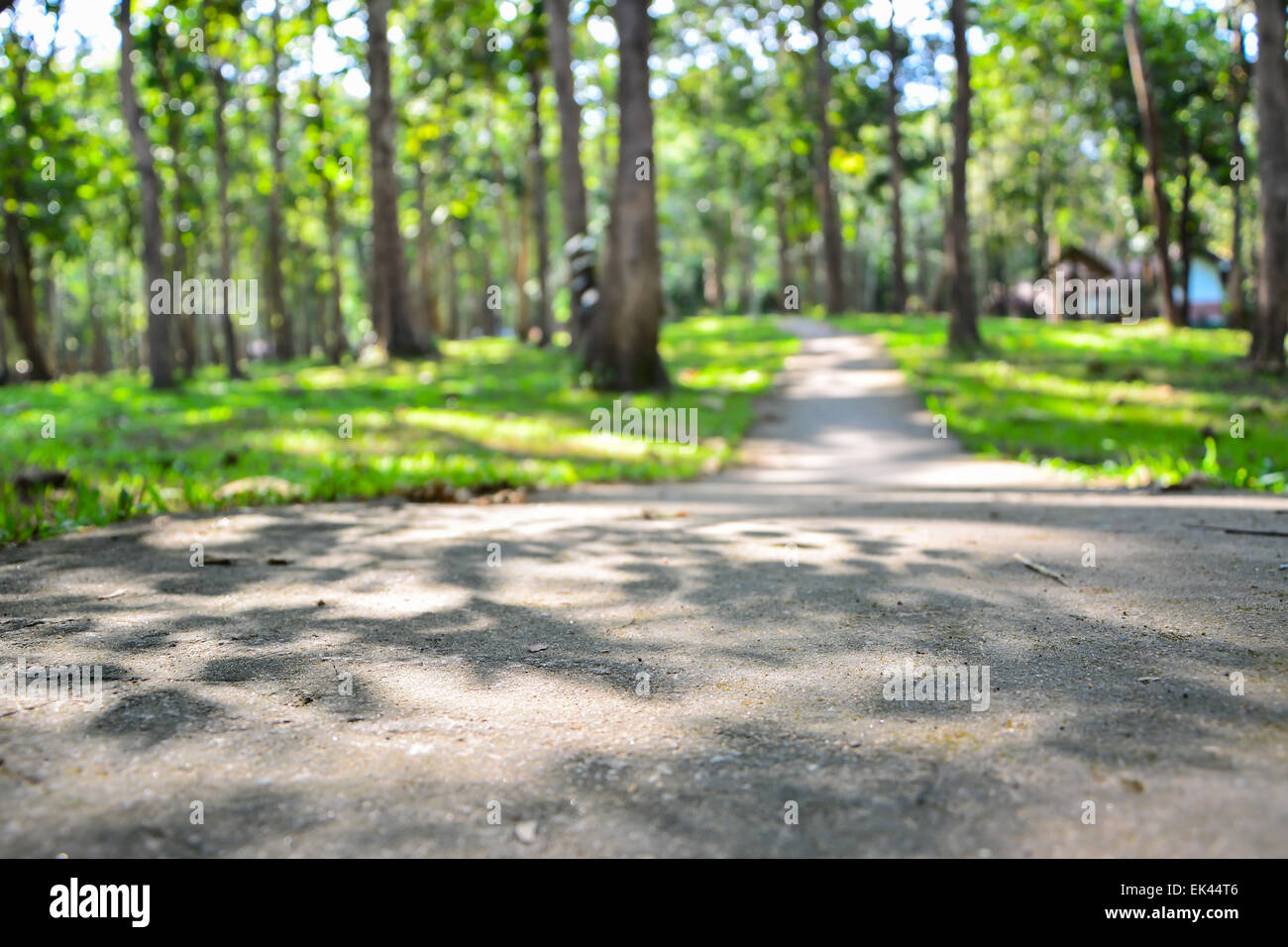Walk in the park Filled with shade trees Stock Photo - Alamy