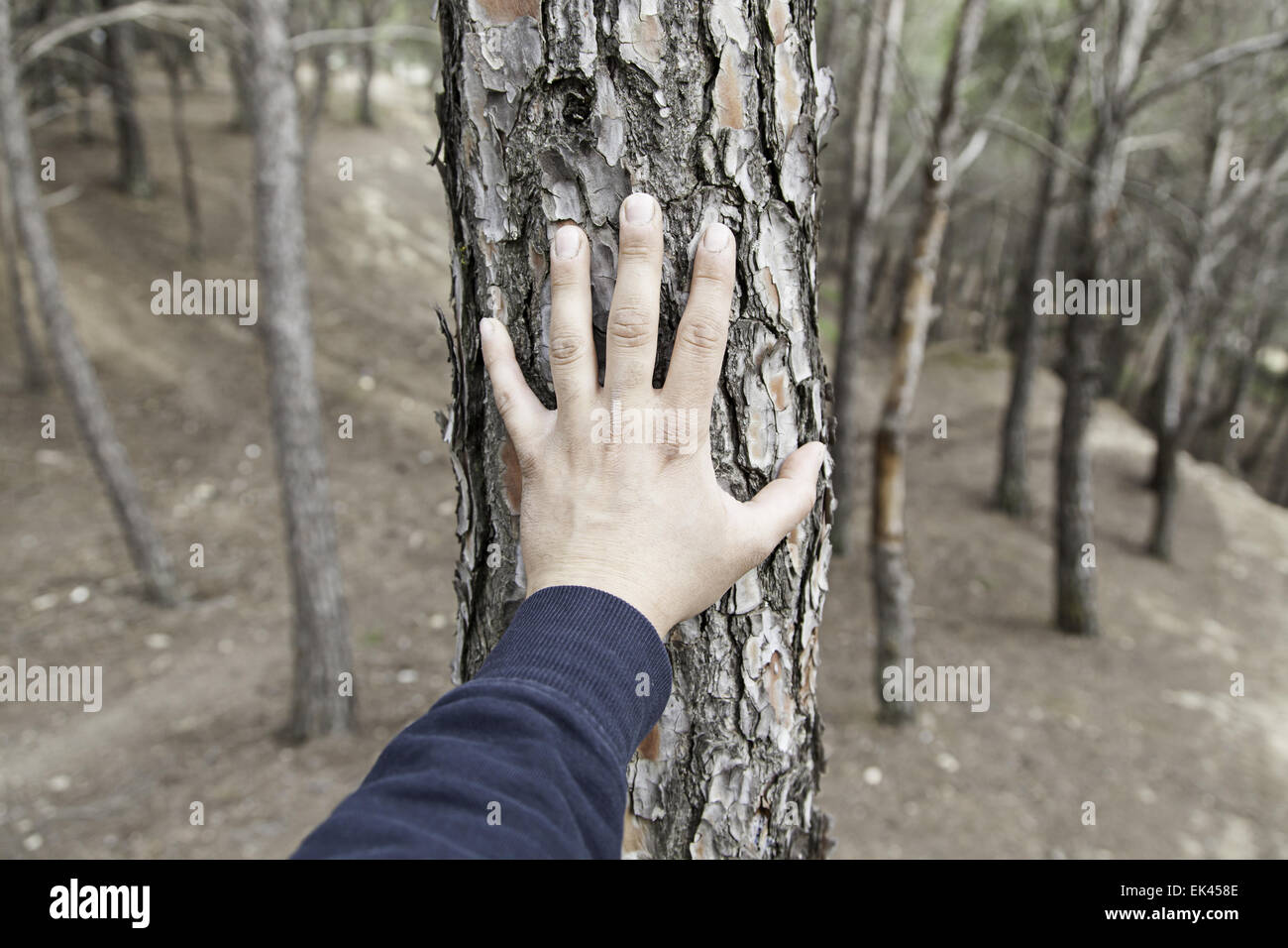 Male hand touching a tree, detail of love for nature, environment Stock ...