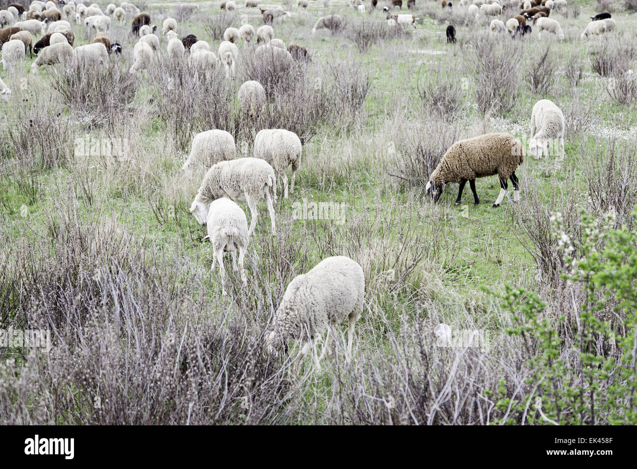Flock of sheep in nature, animals by feeding mammals, wildlife Stock ...