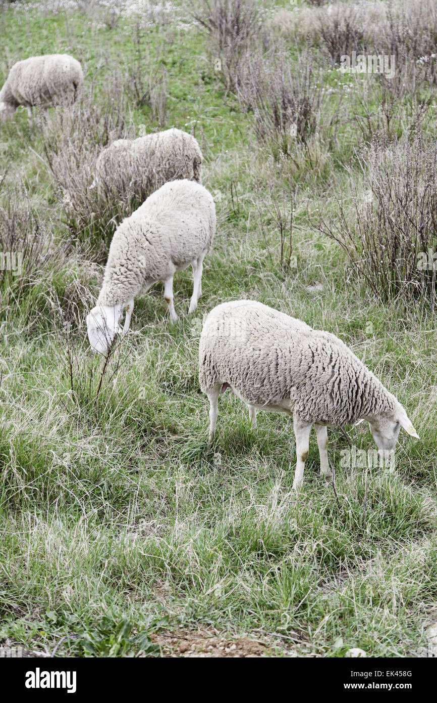 Flock of sheep in nature, animals by feeding mammals, wildlife Stock ...
