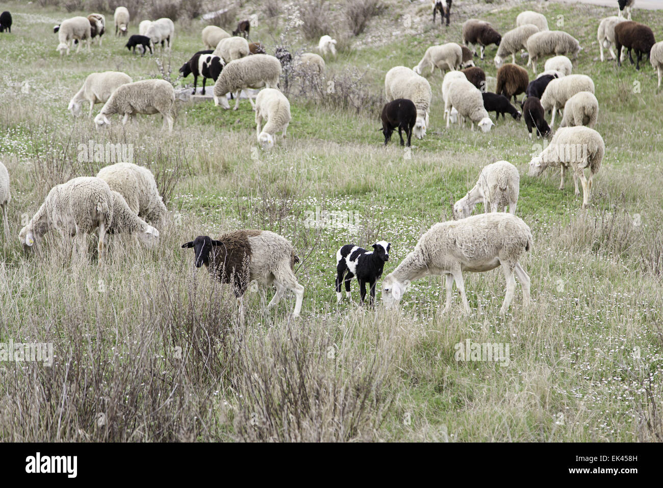 Flock of sheep in nature, animals by feeding mammals, wildlife Stock ...