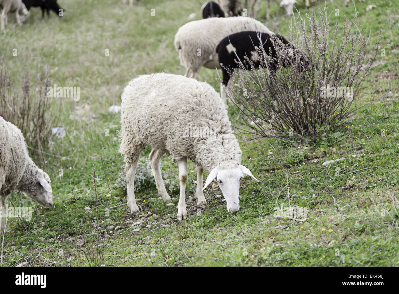 Flock of sheep in nature, animals by feeding mammals, wildlife Stock ...