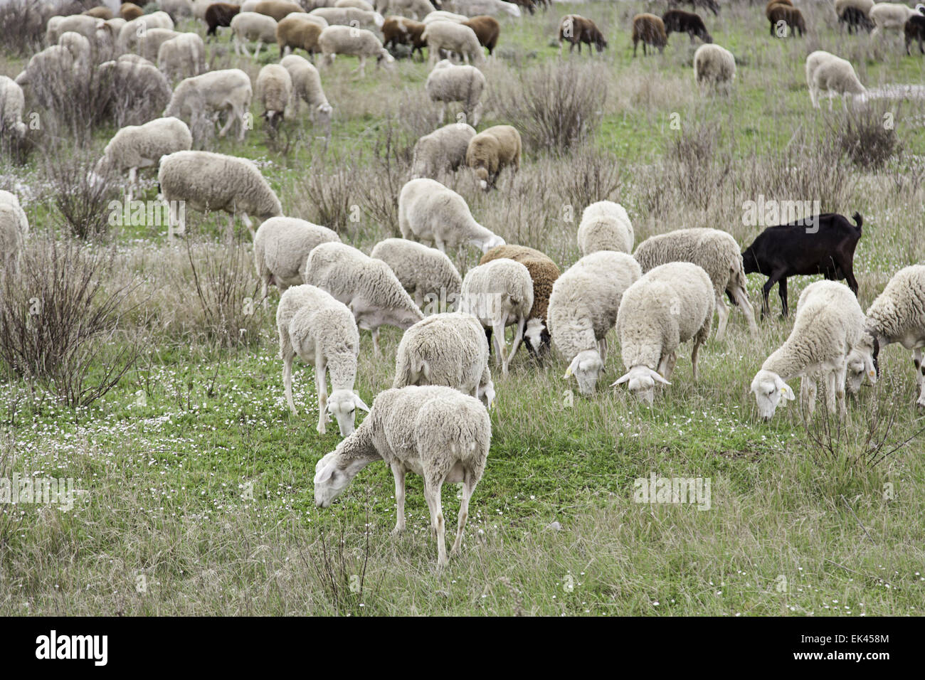 Flock of sheep in nature, animals by feeding mammals, wildlife Stock ...