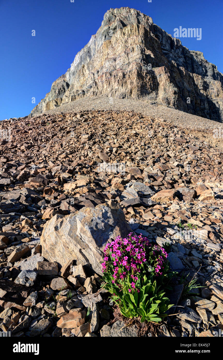 Wildflowers glow in morning sun beneath summit of Mt. Timpanogos ...