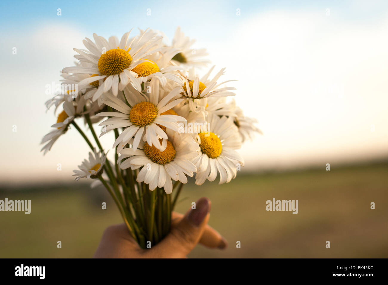 Female hand with union of daisy wheels Stock Photo - Alamy