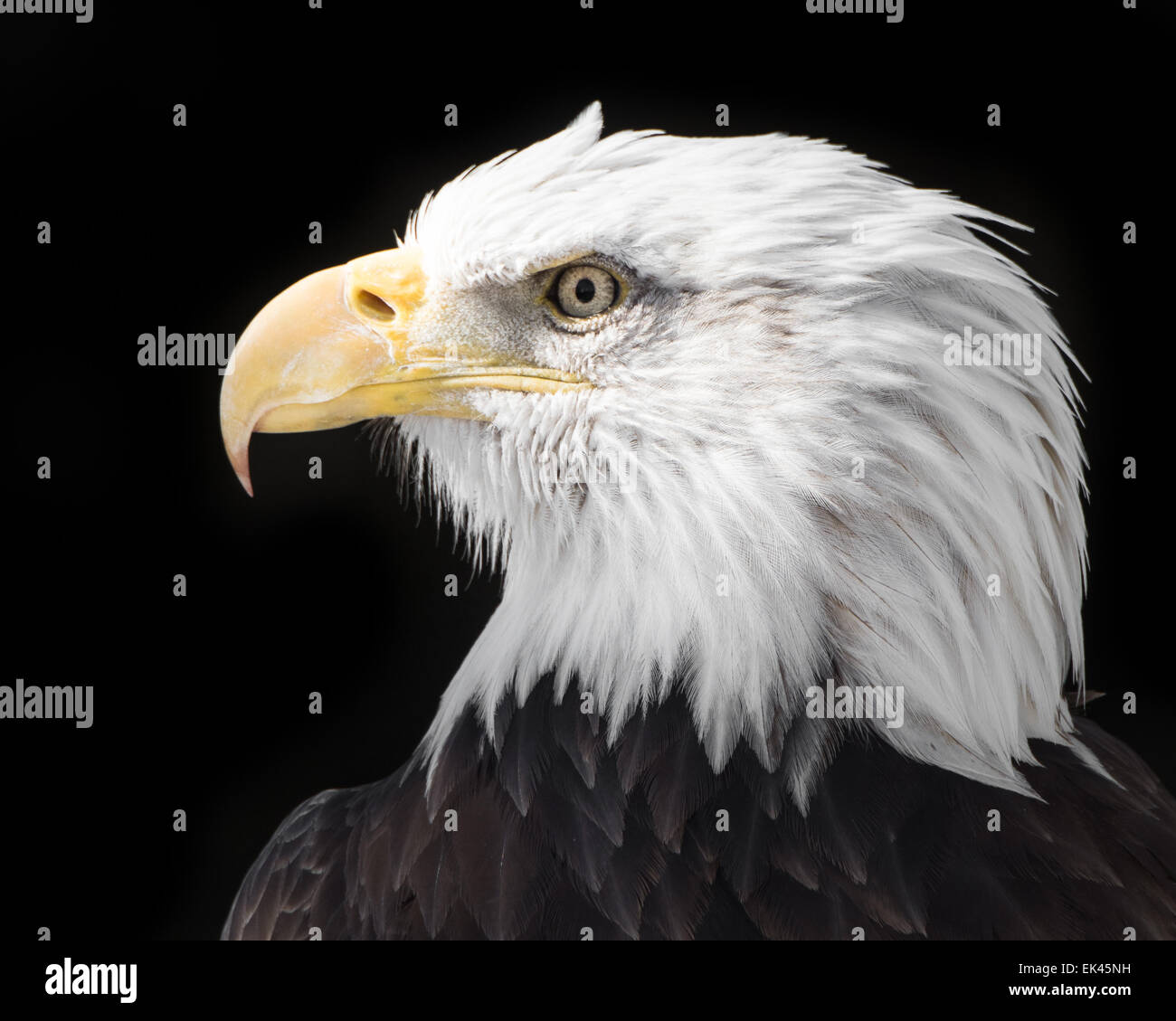 Profile Portrait of Bald Eagle Against Black Background Stock Photo - Alamy