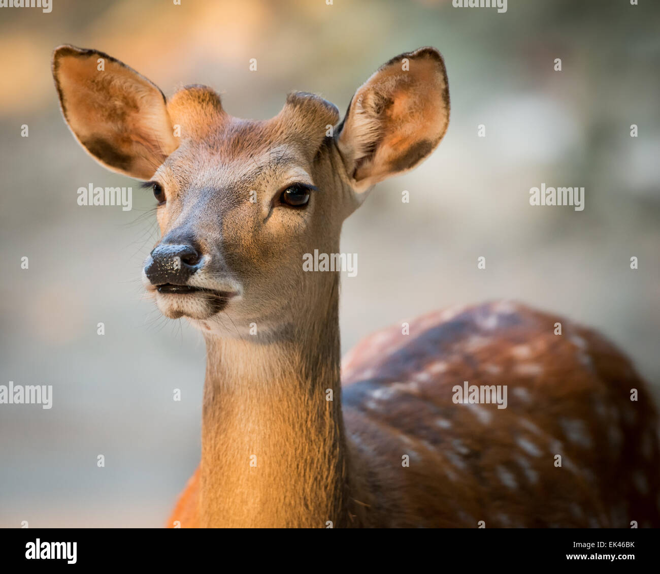 Deer in sunset hi-res stock photography and images - Alamy