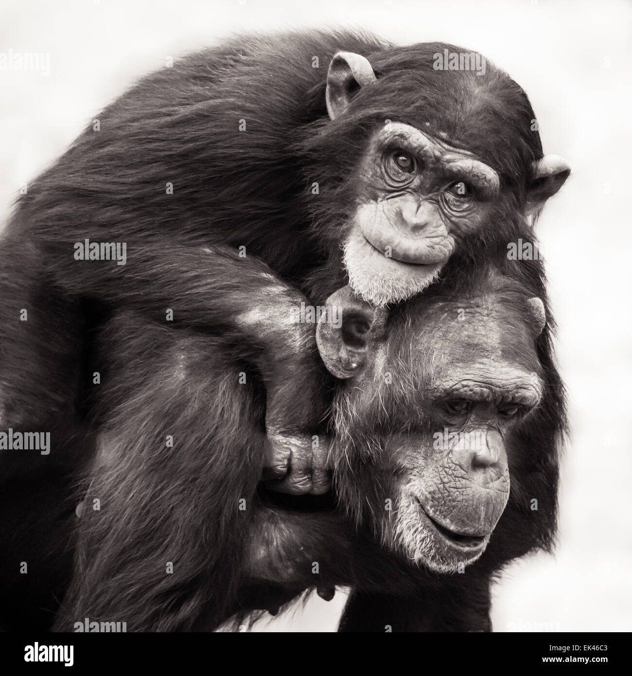 Mother with young chimpanzee on back hi-res stock photography and ...