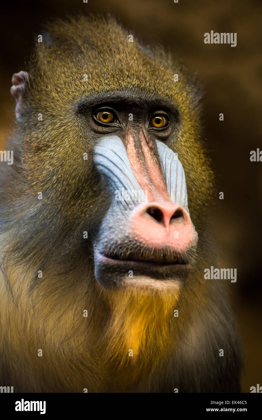 3/4 Portrait of a Mandrill Stock Photo - Alamy