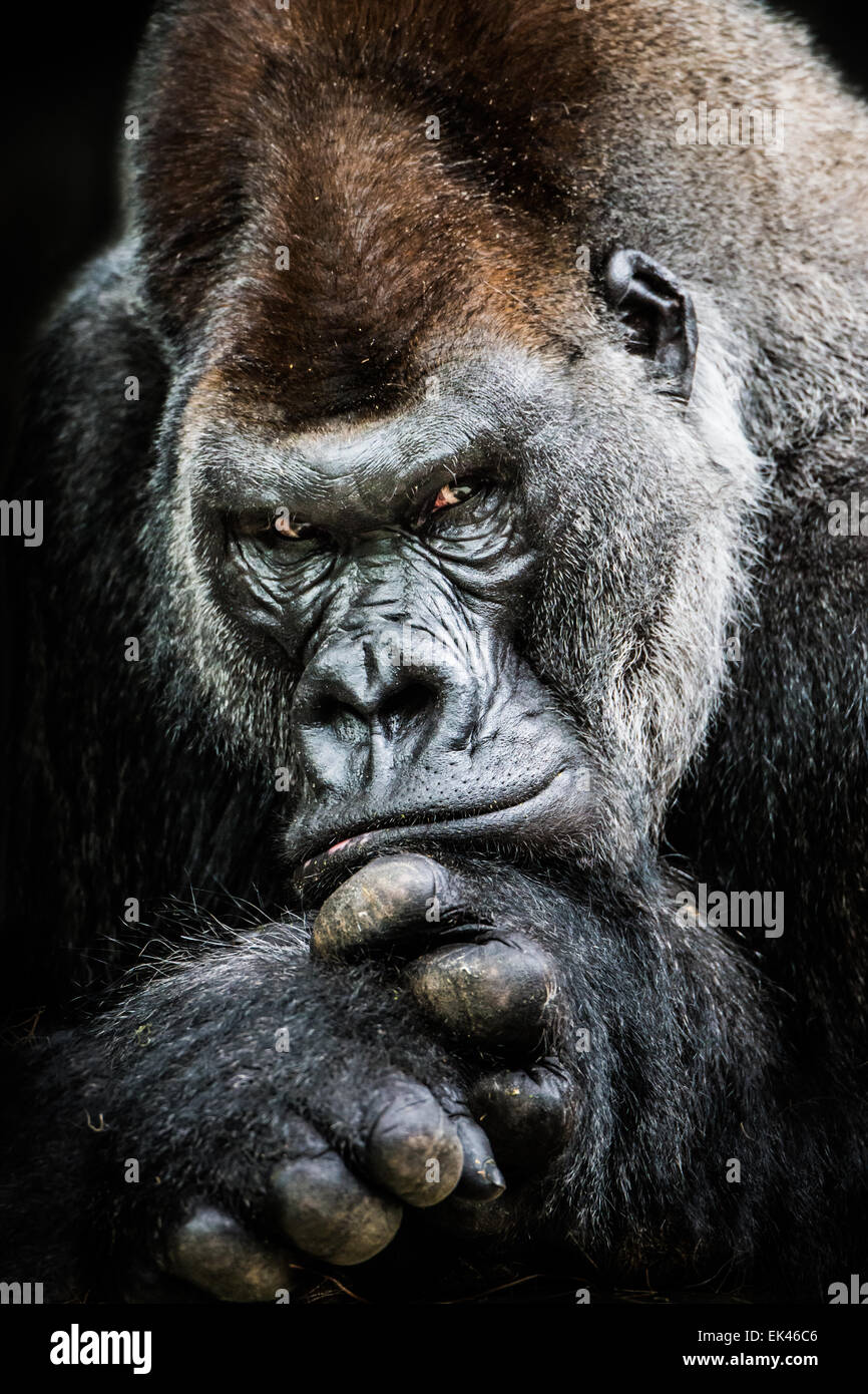 Frontal Portrait of Western Lowland Gorilla Stock Photo - Alamy