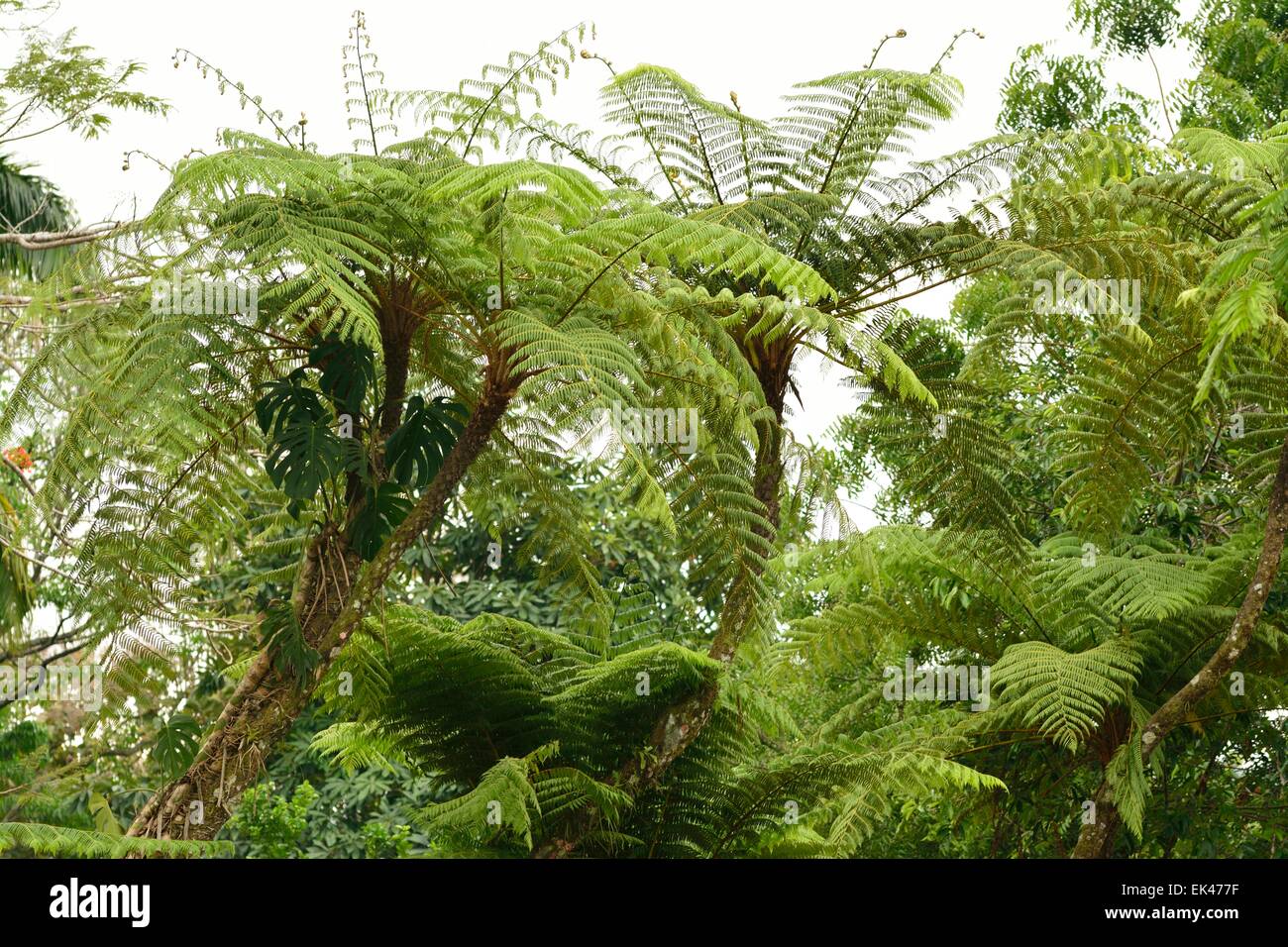 Tall tree ferns hi-res stock photography and images - Alamy