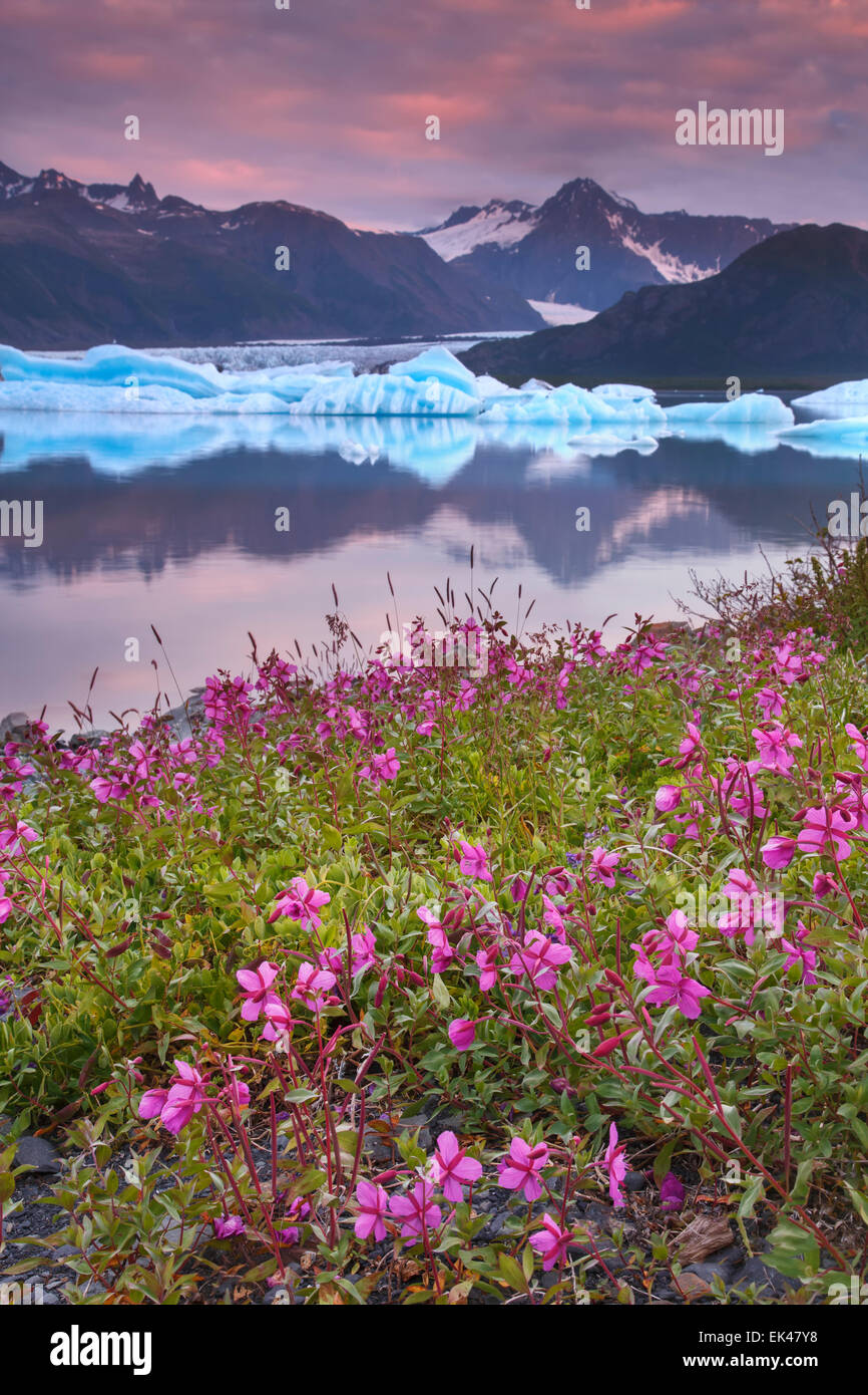 Fields of fireweed at sunrise, Bear Glacier Lagoon, Kenai Fjords ...