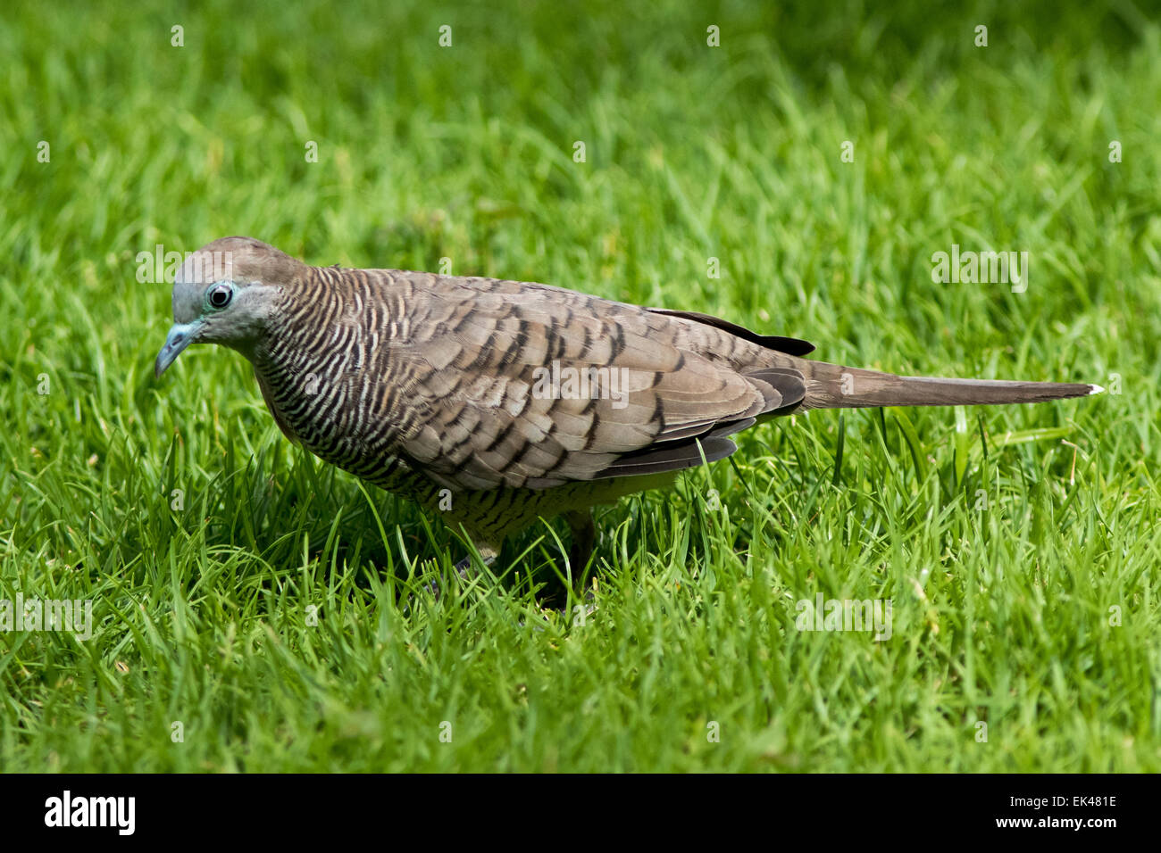 Barred ground dove hi-res stock photography and images - Alamy