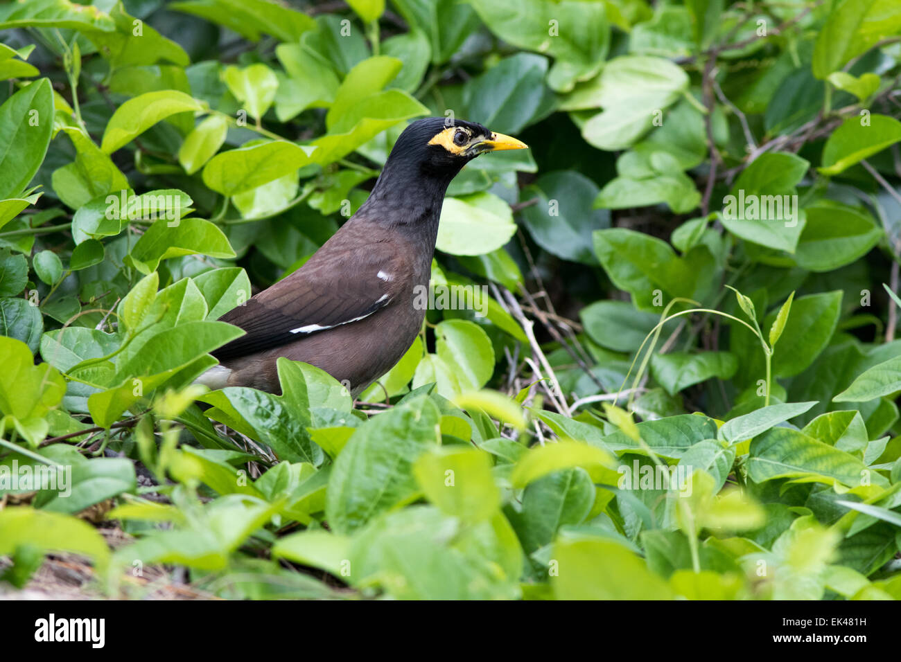 Common Myna (Acridotheres tristis) in Mauritius Stock Photo - Alamy