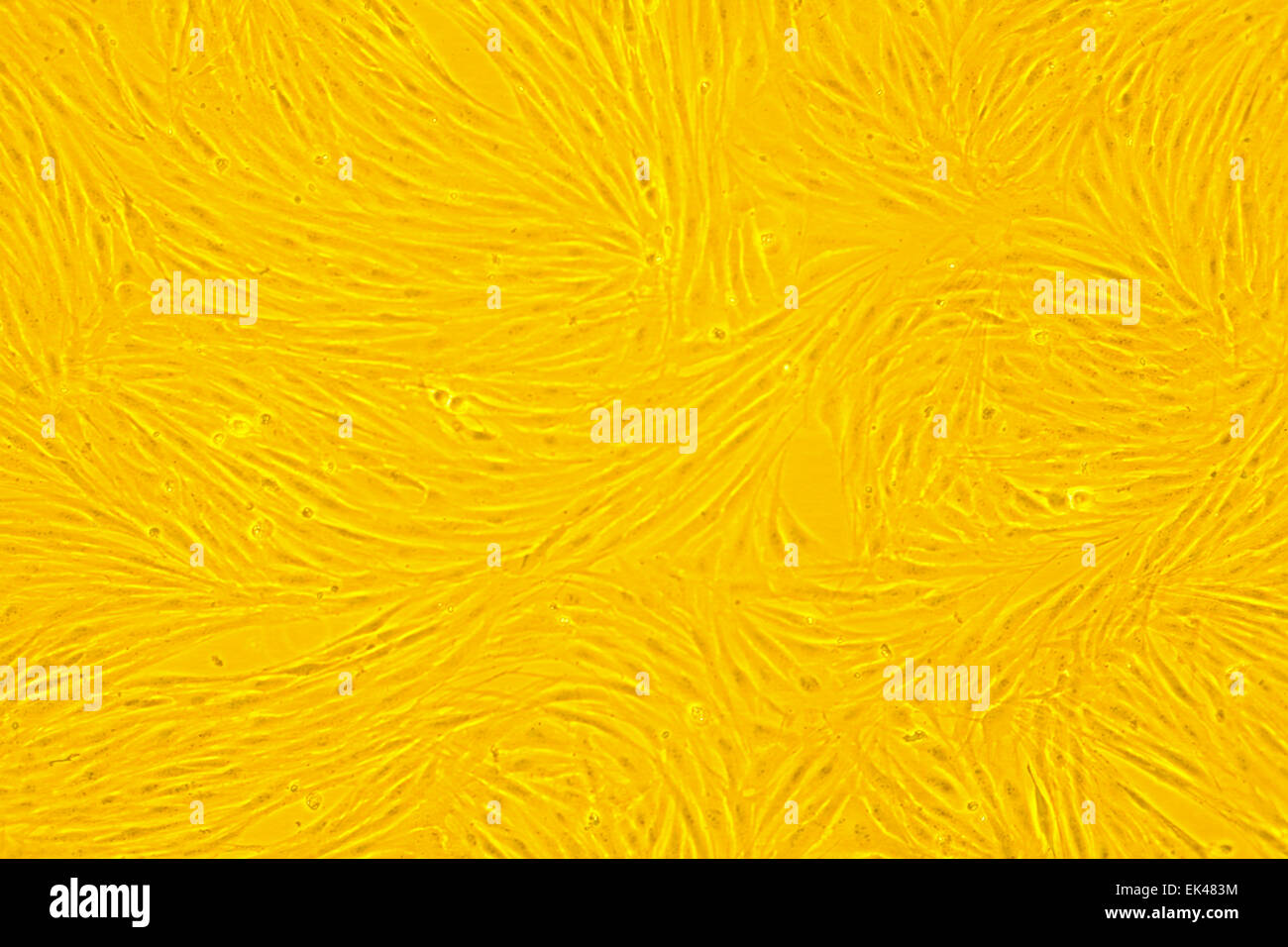 Cell monolayer hi-res stock photography and images - Alamy