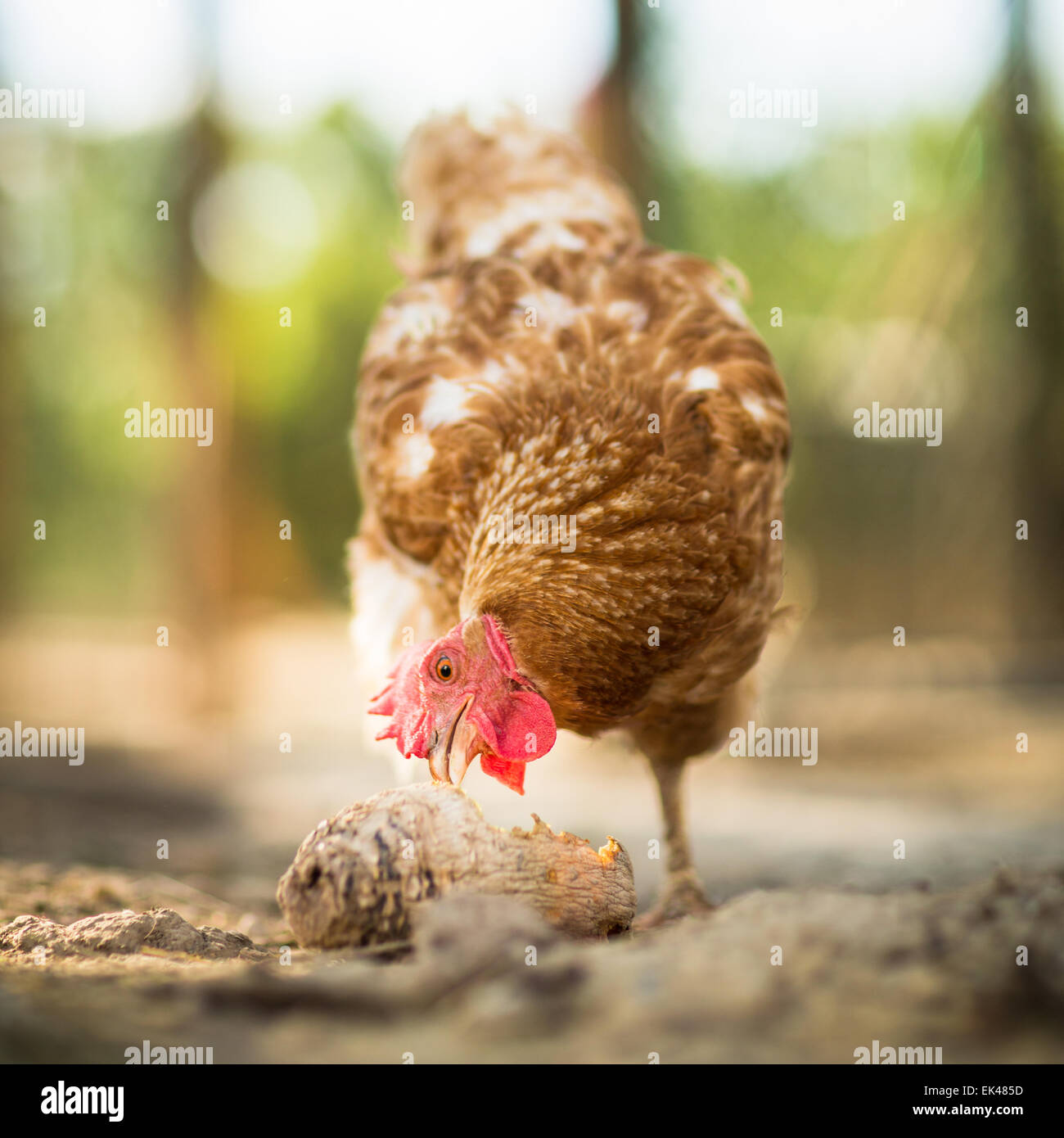Hen in a farmyard (Gallus gallus domesticus Stock Photo - Alamy
