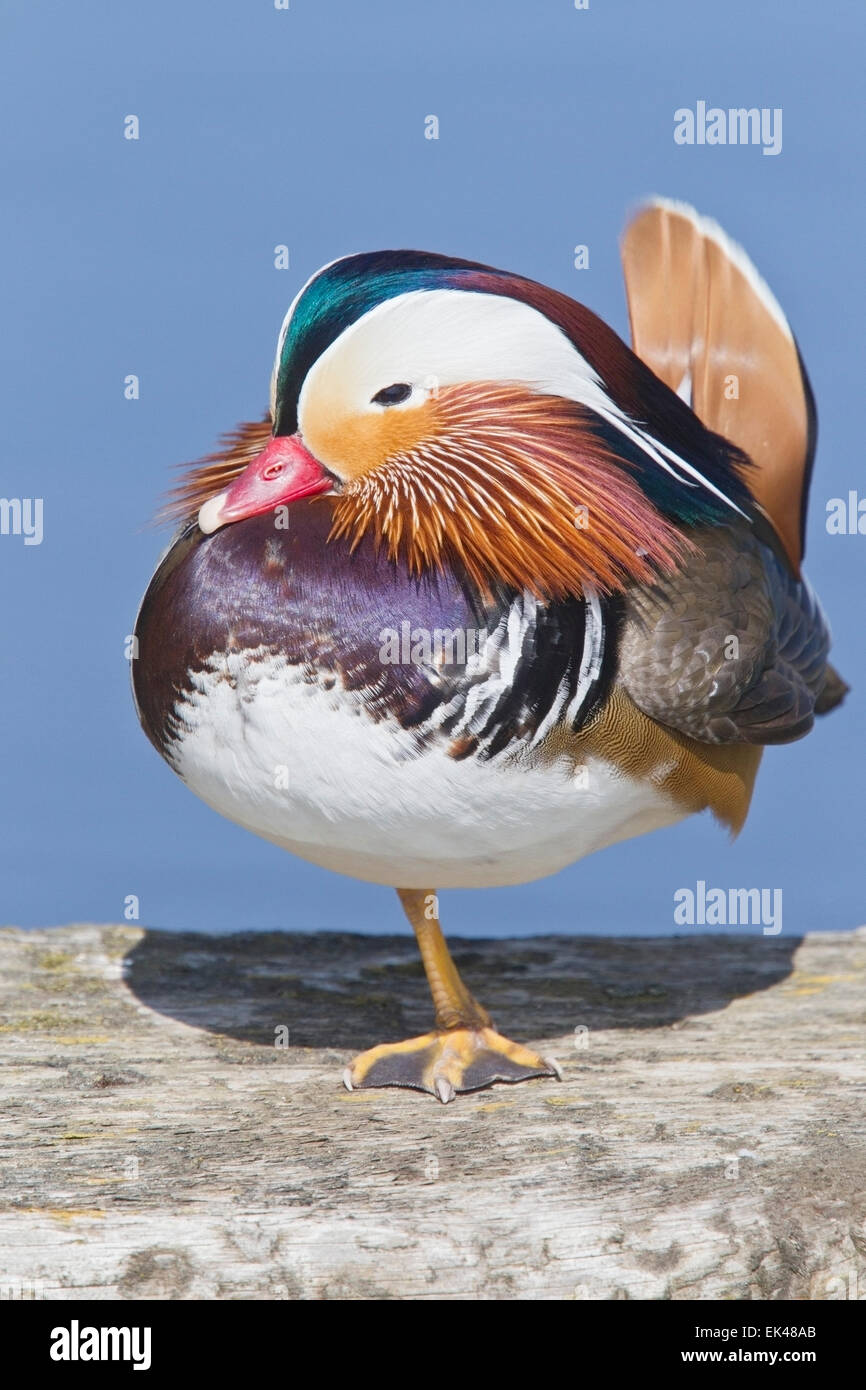 Mandarin duck (Aix galericulata) adult male in summer plumage resting ...