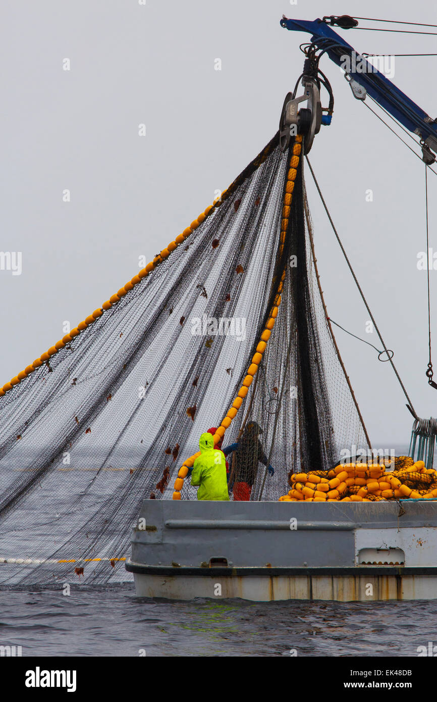 Commercial fishing boats salmon seining near Ketchikan, Alaska Stock ...