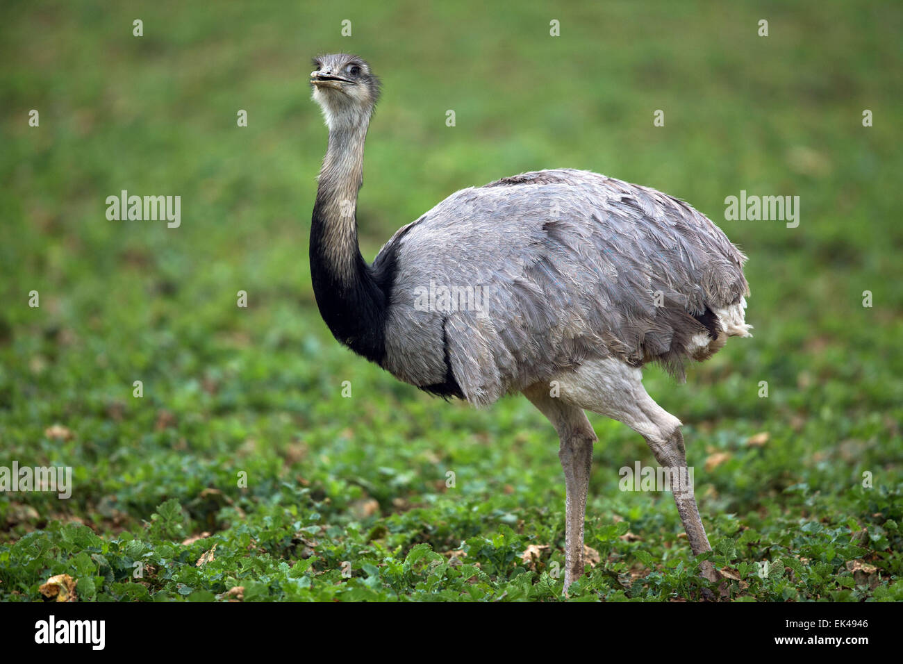 Cursorial animals hi-res stock photography and images - Alamy