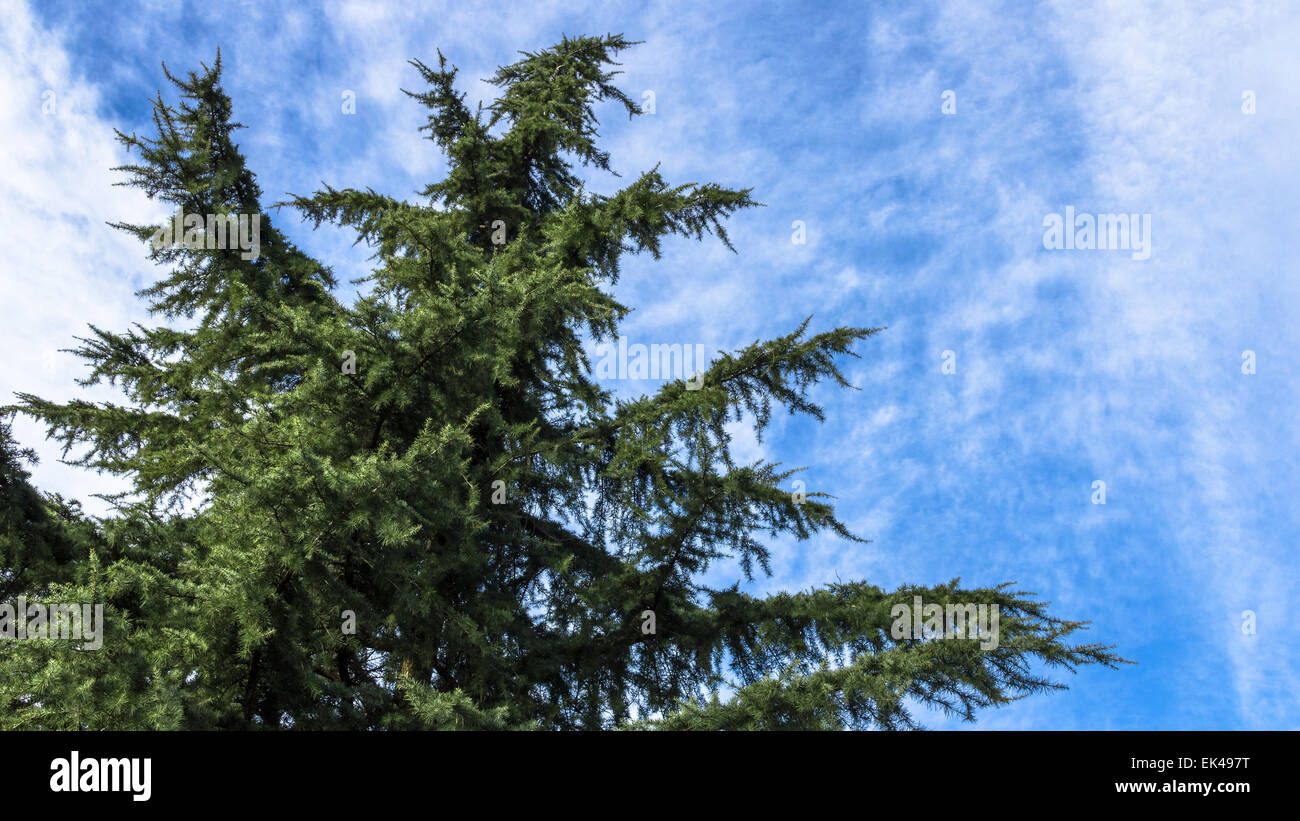 An ancient pine tree overlooking the blue sky and clouds Stock Photo ...