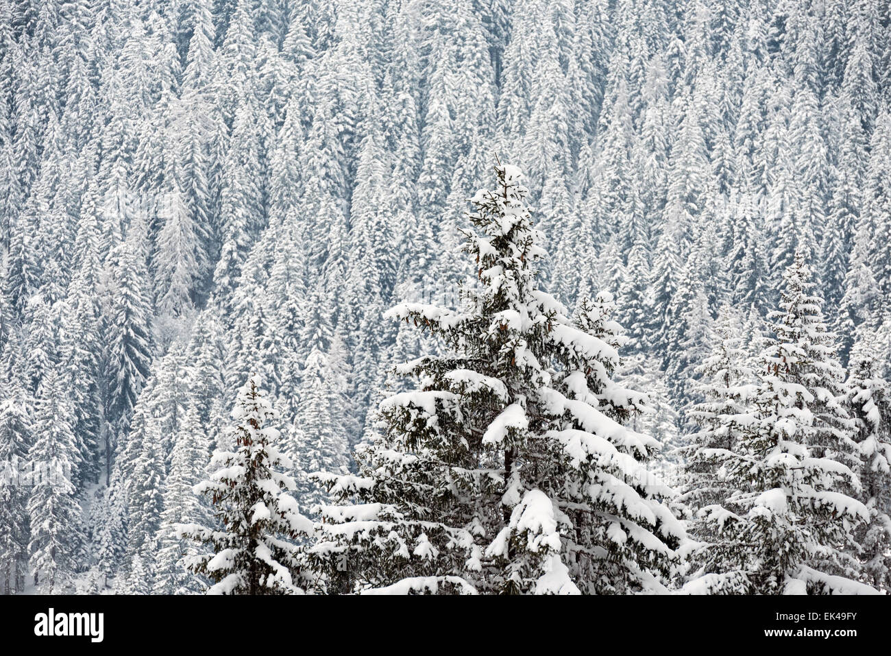 Snow covered trees in winter forest Stock Photo - Alamy