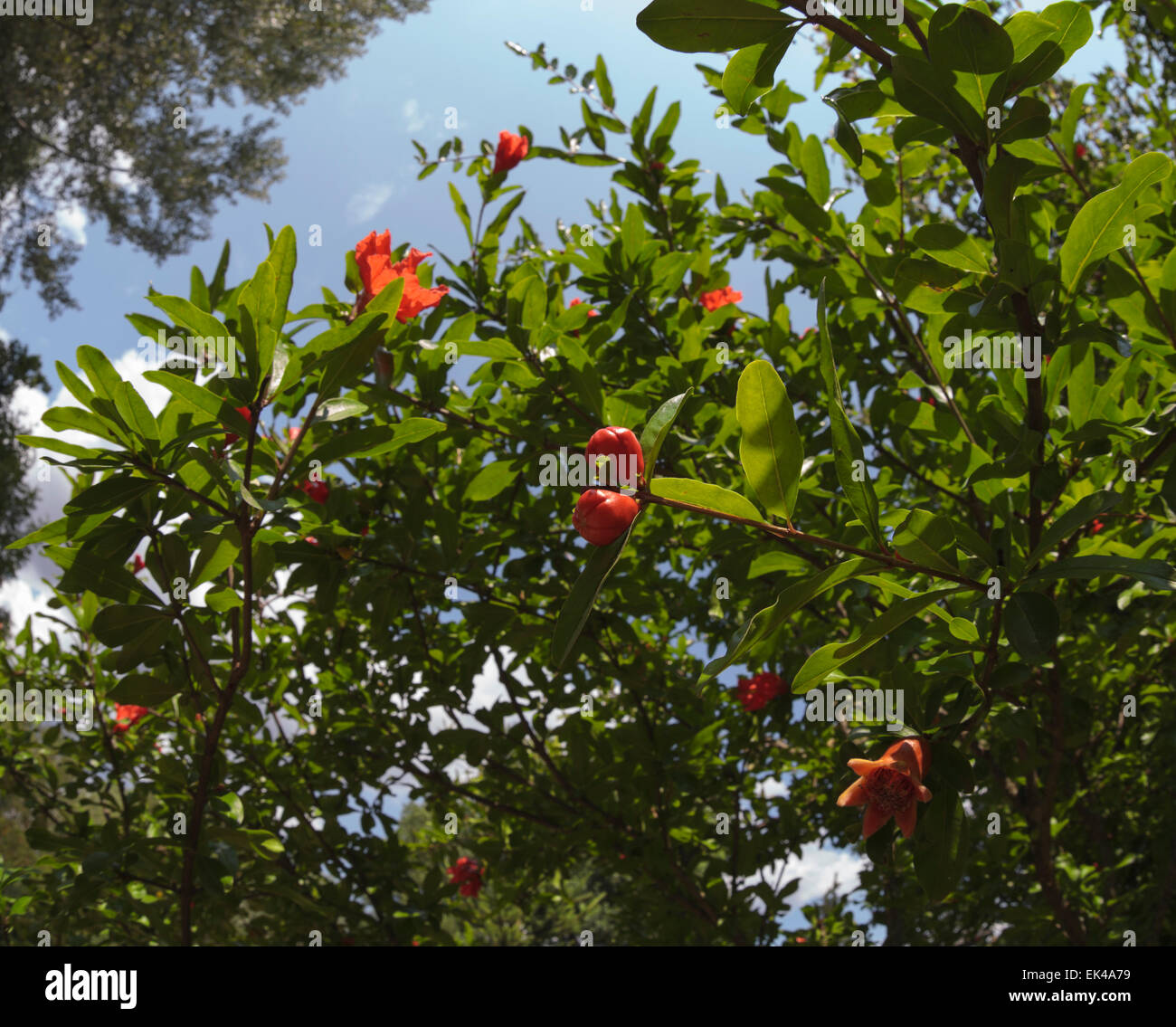 Pomegranate tree at Chico Mendez natural reserve,Florence Stock Photo ...