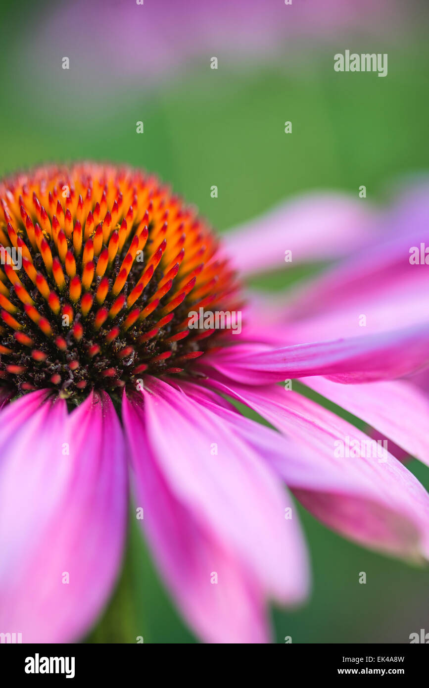 Echinacea purpure Coneflower Rubinstern flower Stock Photo - Alamy