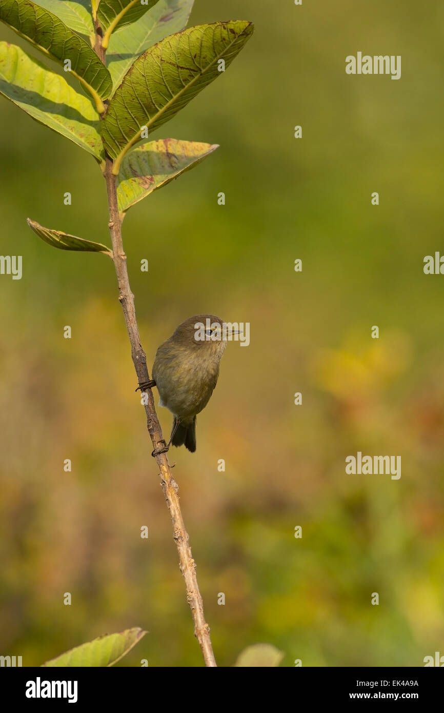Common Chiffchaff, or simply the Chiffchaff, (Phylloscopus collybita ...