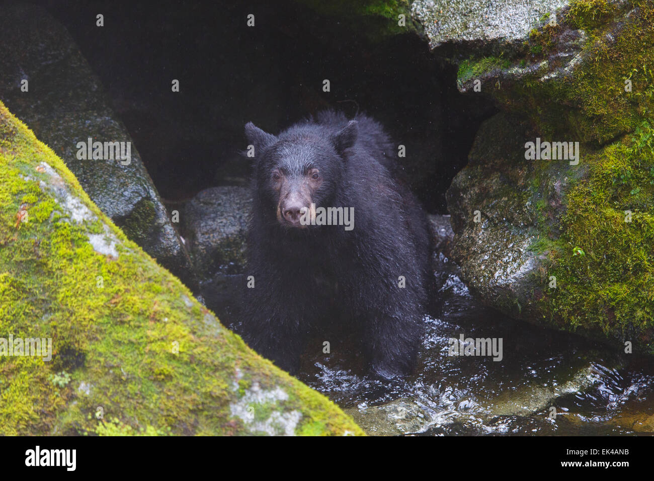 Black bears at the Anan Wildlife Observatory, Tongass National Forest ...