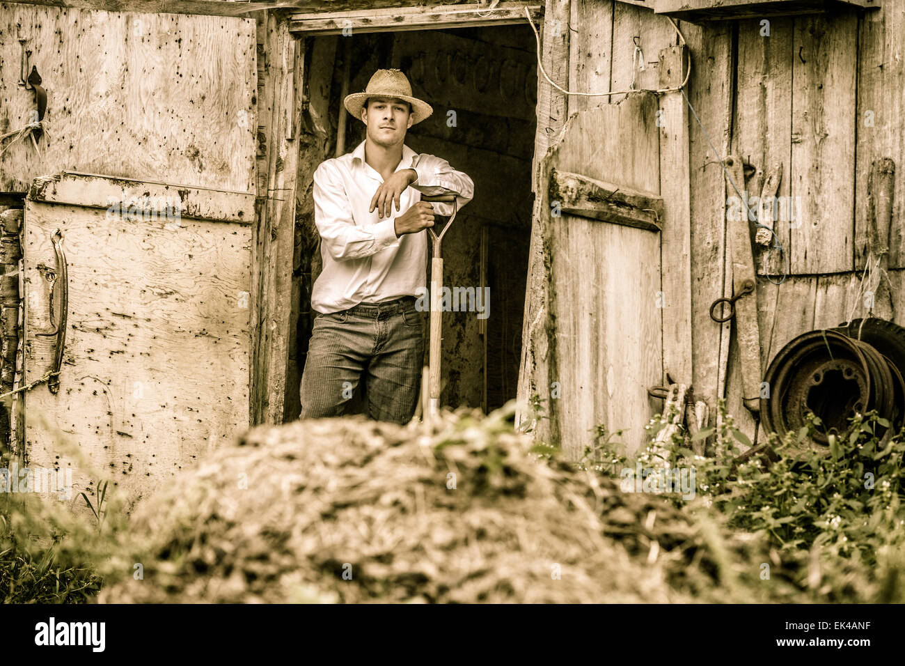 Farmer Shoveling the Horse Manure out of the Barn Stock Photo - Alamy