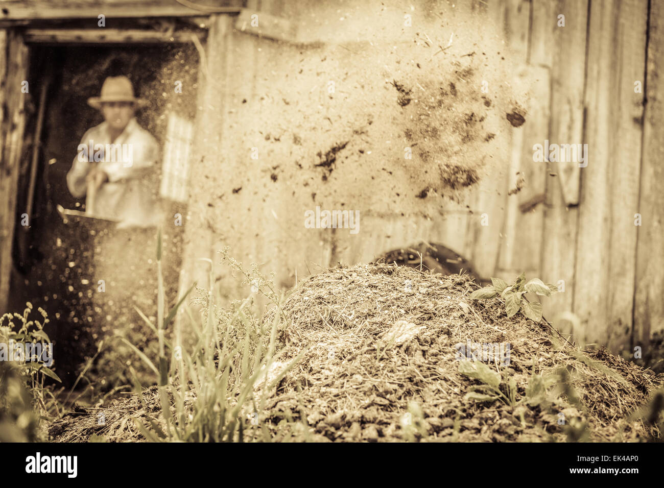 Farmer Shoveling the Horse Manure out of the Barn Stock Photo - Alamy
