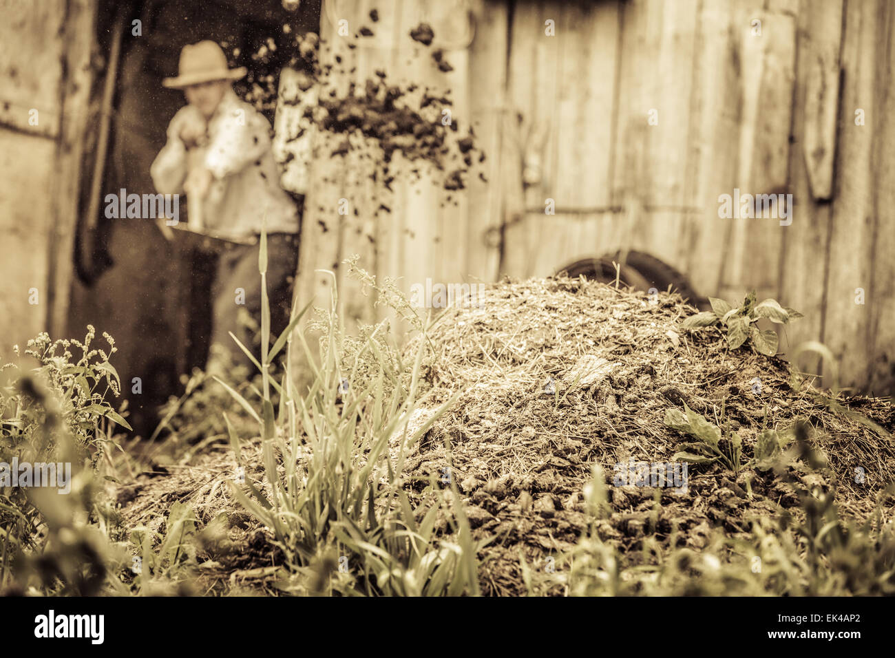 Farmer Shoveling the Horse Manure out of the Barn Stock Photo - Alamy