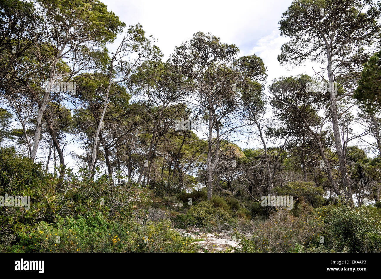 Pine trees in the Carmel Forest, israel Stock Photo - Alamy