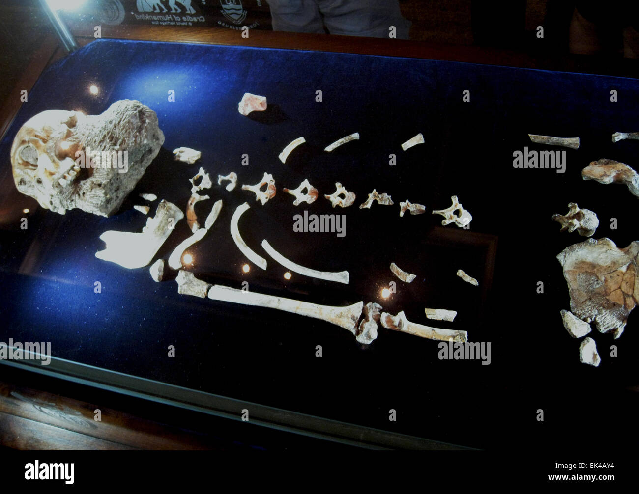 Australopithecus Sediba Map